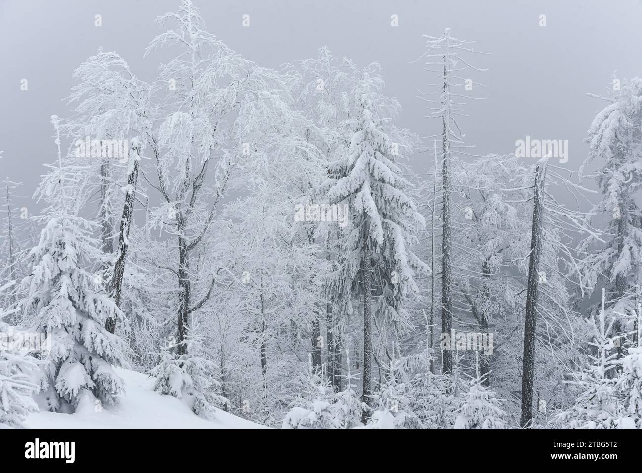 Bavarian Forest National Park / Germany - Frozen old growth mountain ...