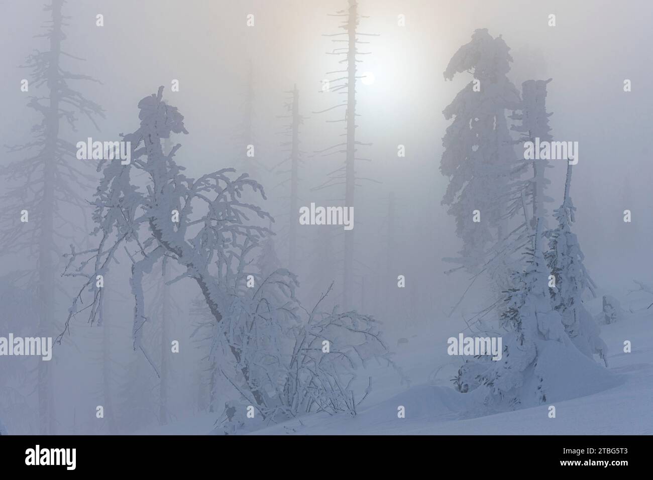 Bavarian Forest national park / Germany - Old growth forest on Rachel ...