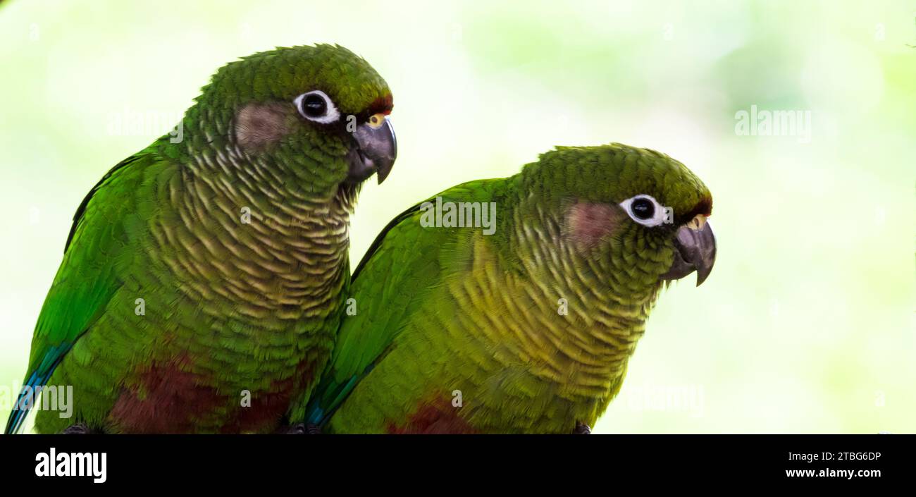 Maroon plumage hi-res stock photography and images - Alamy