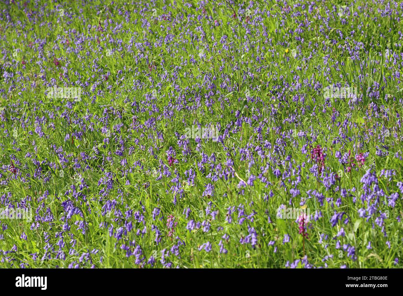 Grassy field covered in masses of wild bluebells in spring sunshine ...