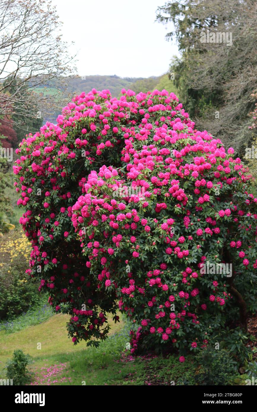 Huge rhododendron bush covered in masses of bright pink flowers Stock ...