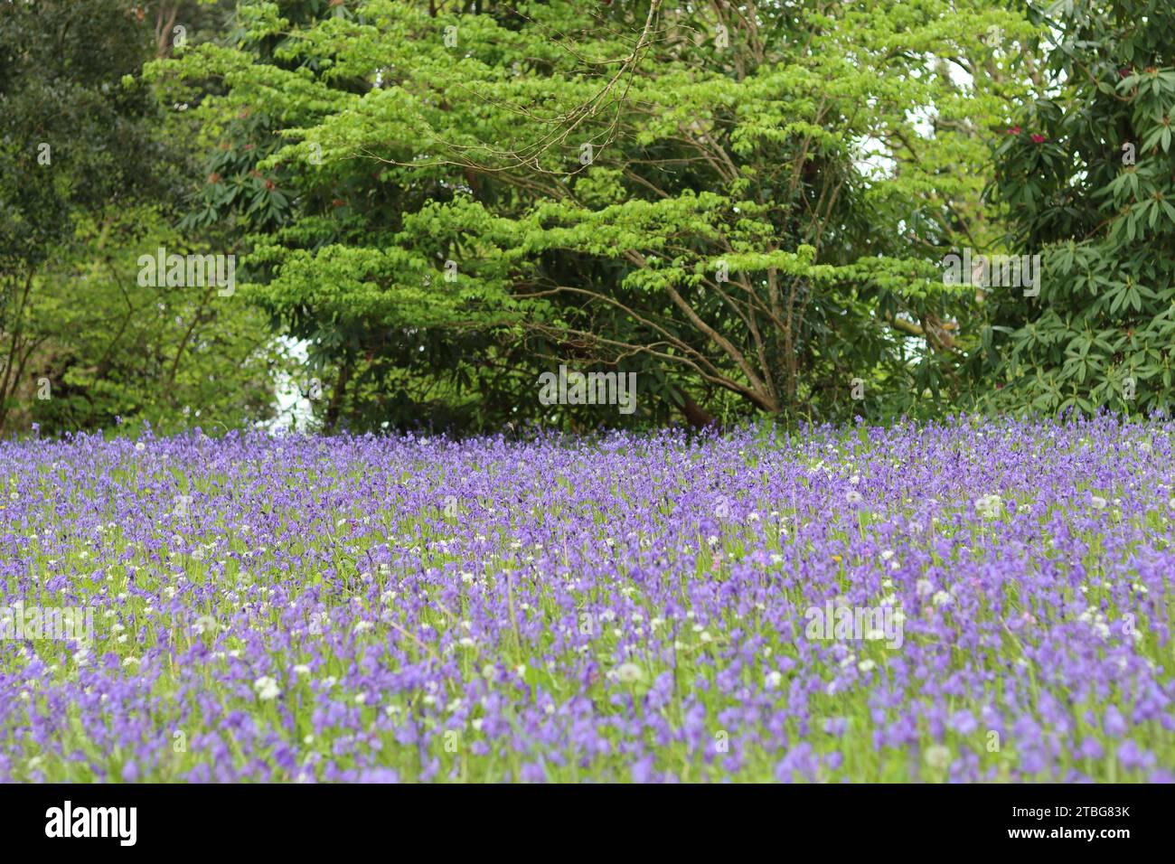 Grassy field covered in masses of wild bluebells in spring sunshine ...
