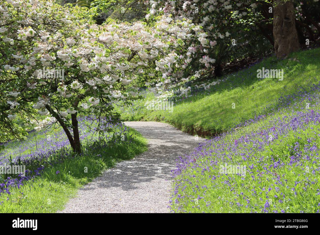 Woodland path weaving through a carpet of wild bluebells in spring ...