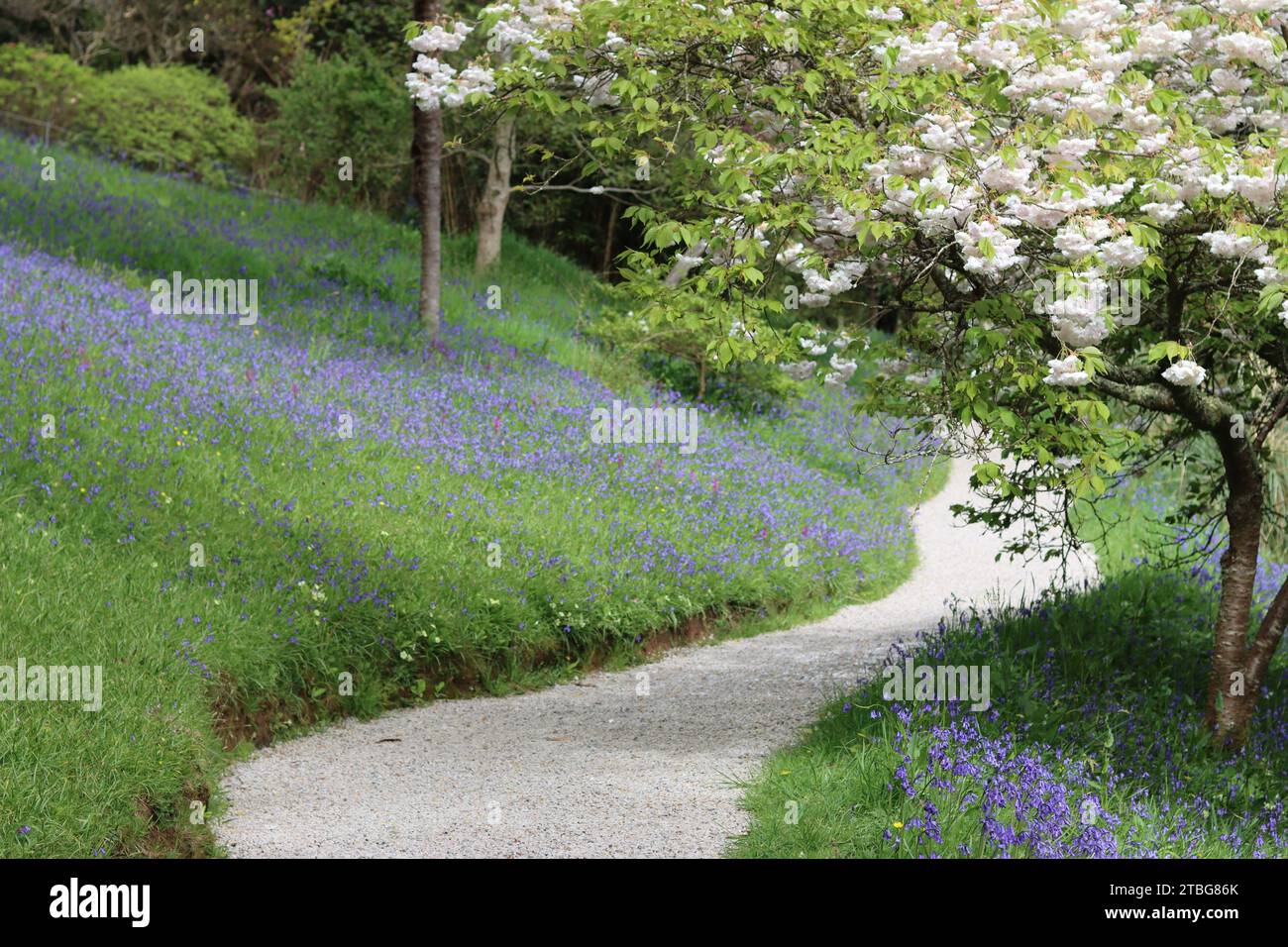 Woodland path weaving through a carpet of wild bluebells in spring ...