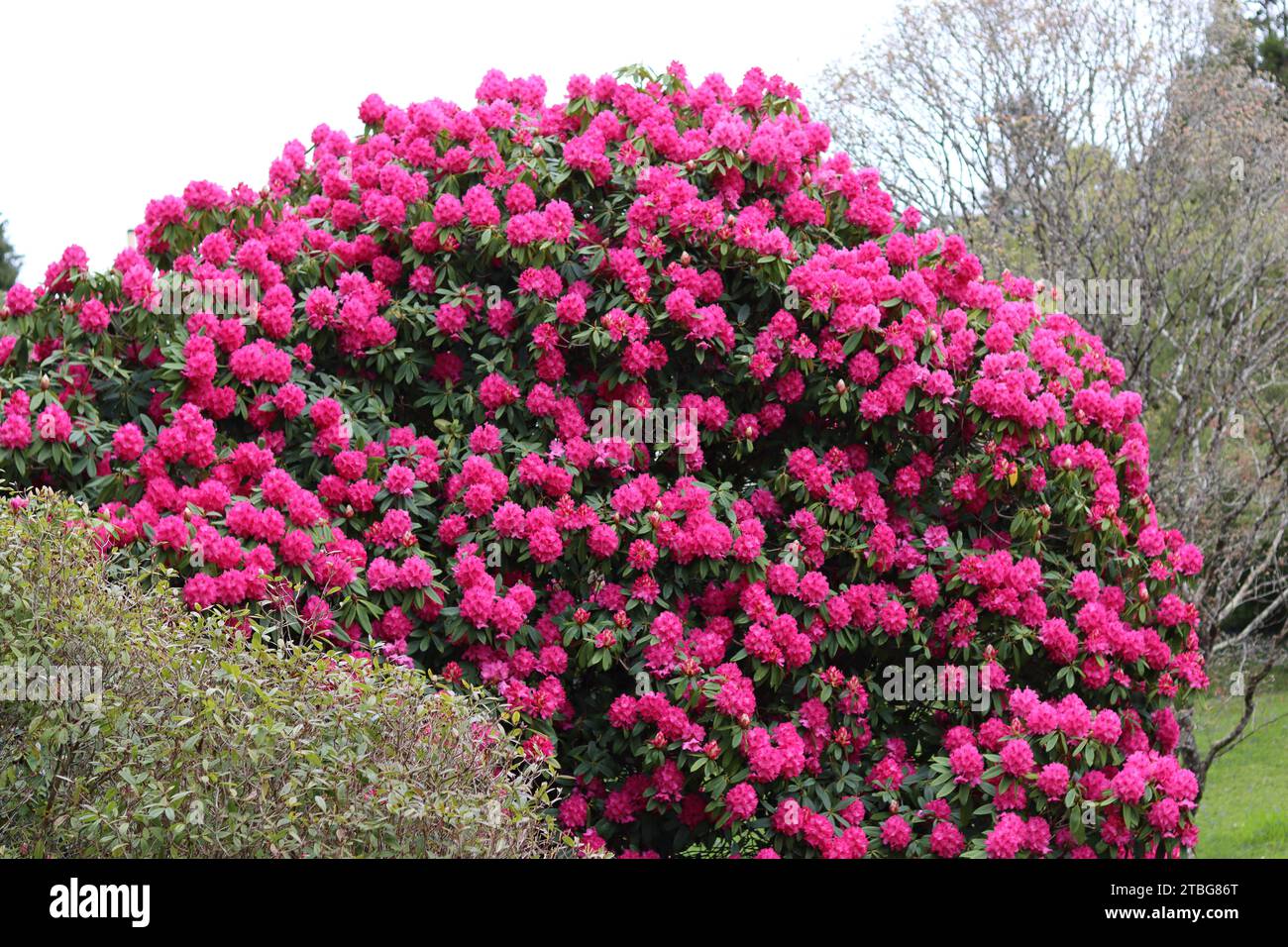 Huge rhododendron bush covered in masses of bright pink flowers Stock ...