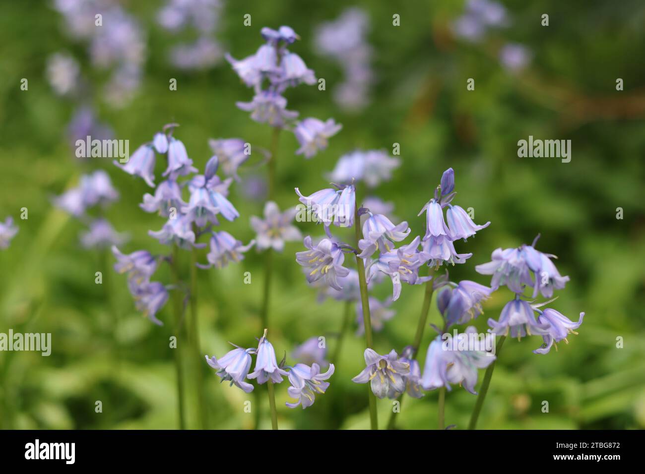 Close up of wild bluebells in a spring woodland Stock Photo - Alamy