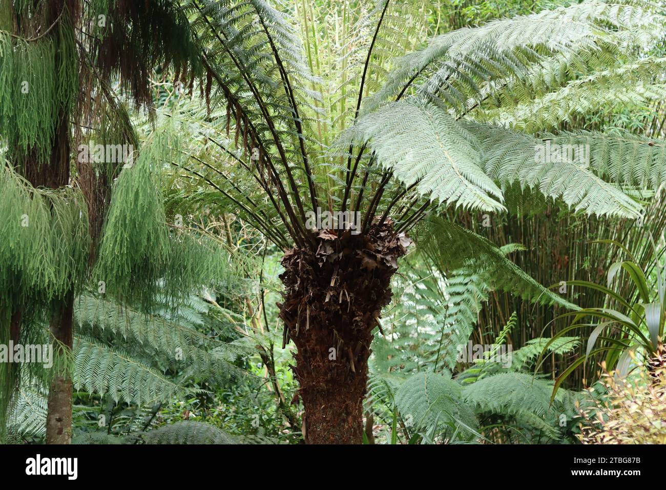 Jungle tree fern garden hi-res stock photography and images - Alamy