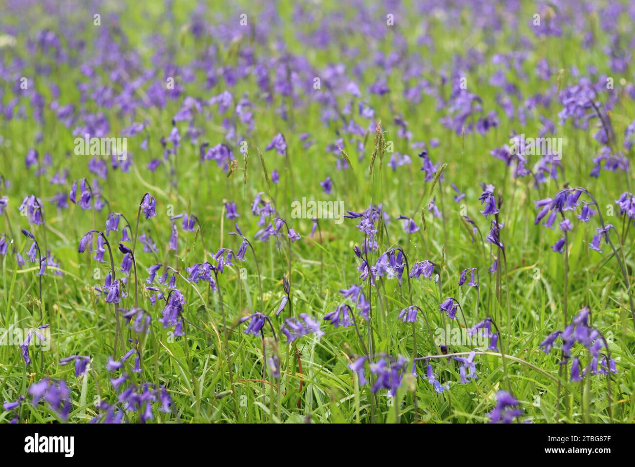 Grassy field covered in masses of wild bluebells in spring sunshine ...