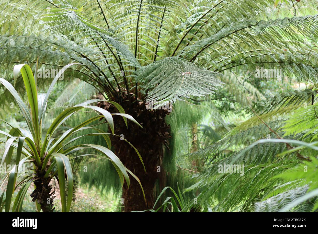 Jungle tree fern garden hi-res stock photography and images - Alamy