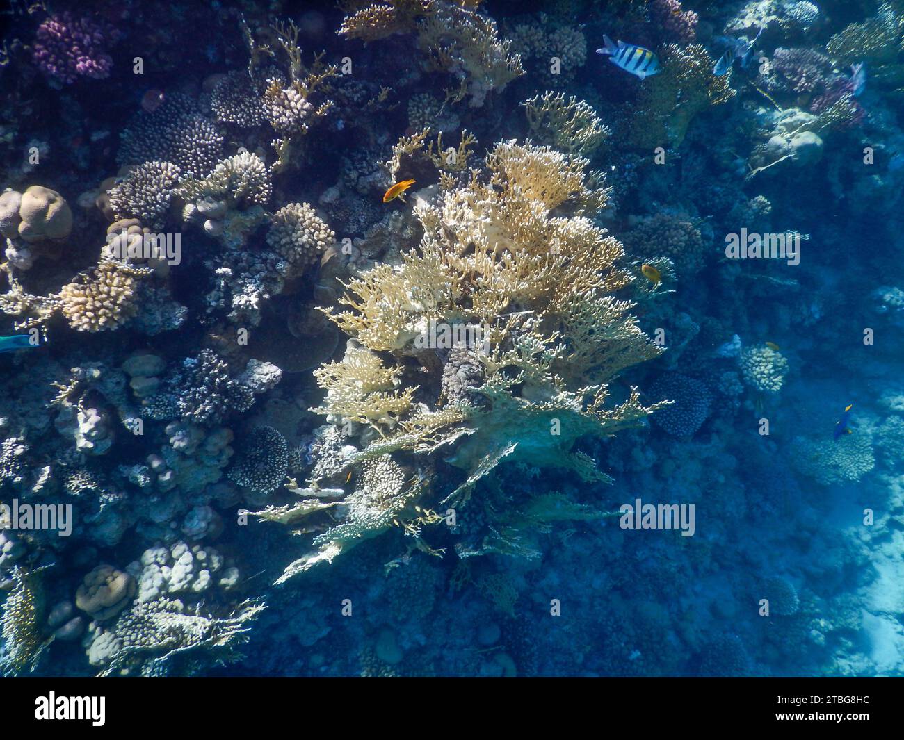 underwater life in the reef in the red sea, real unretouched image ...