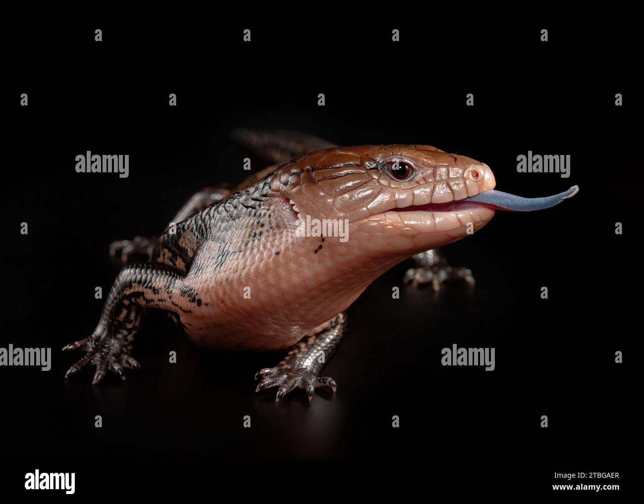 Blue tongued lizard hi-res stock photography and images - Alamy