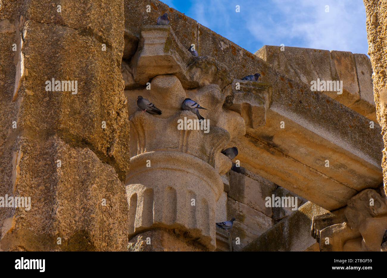 Group of doves perched on the ornate moldings of the marble columns and ...