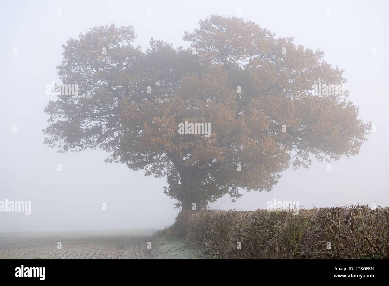 An oak tree in winter fog, Warwickshire, England, UK Stock Photo - Alamy