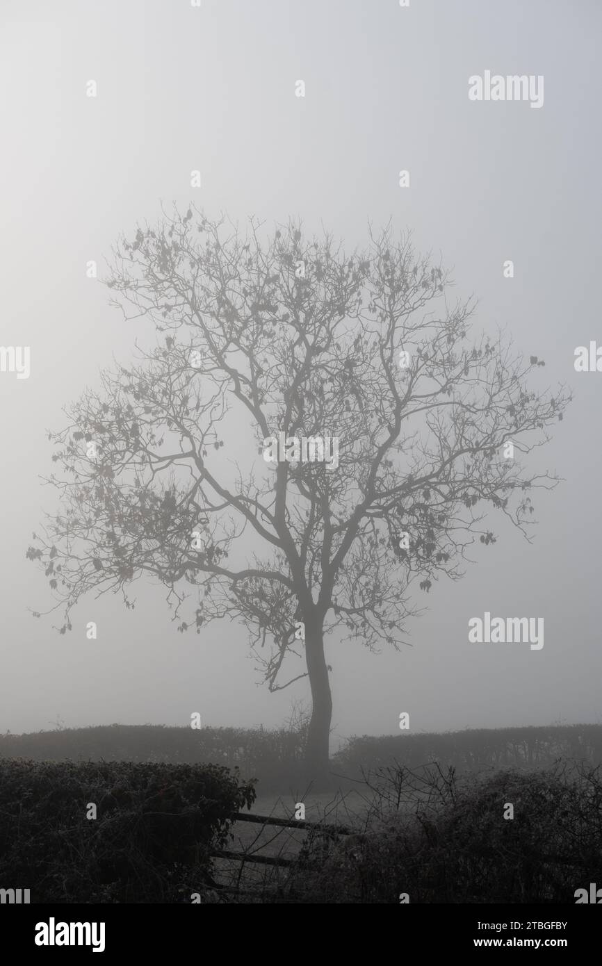 An ash tree in winter fog, Warwickshire, England, UK Stock Photo - Alamy