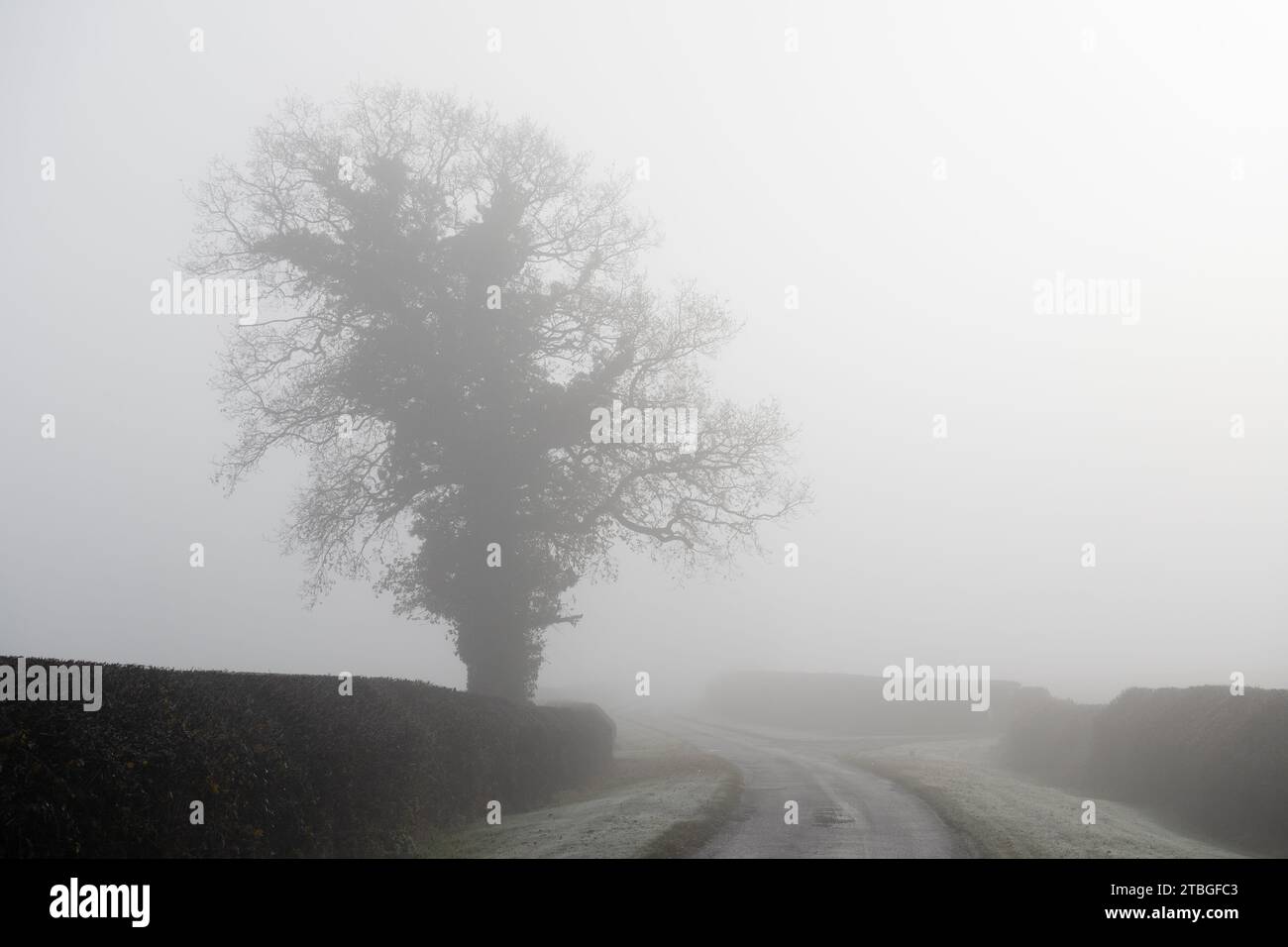 An oak tree and country lane in winter fog, Warwickshire, England, UK ...