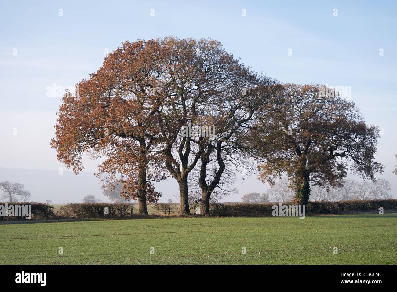Oaks in england hi-res stock photography and images - Alamy