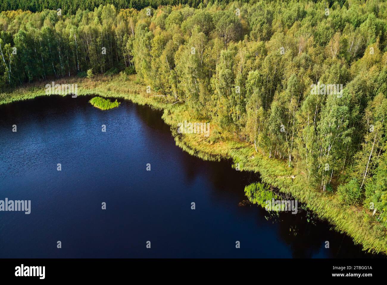 The green shore of a forest peat lake taken from a low height Stock ...