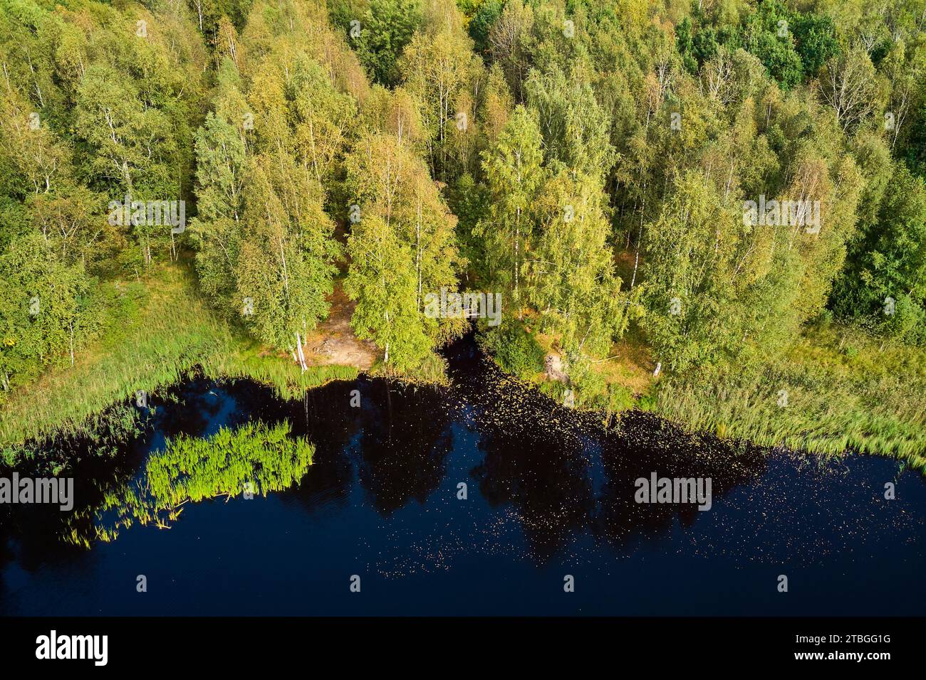 The green shore of a forest peat lake taken from a low height Stock ...
