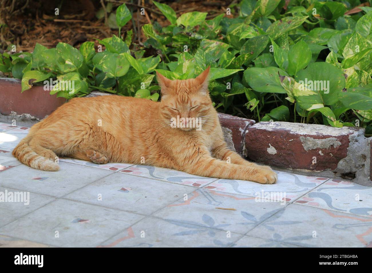 Key West, Florida, United States. One of the Ernest Hemingway's rare ...
