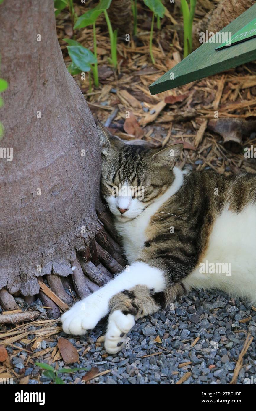 Key West, Florida, United States. One of the Ernest Hemingway's rare ...