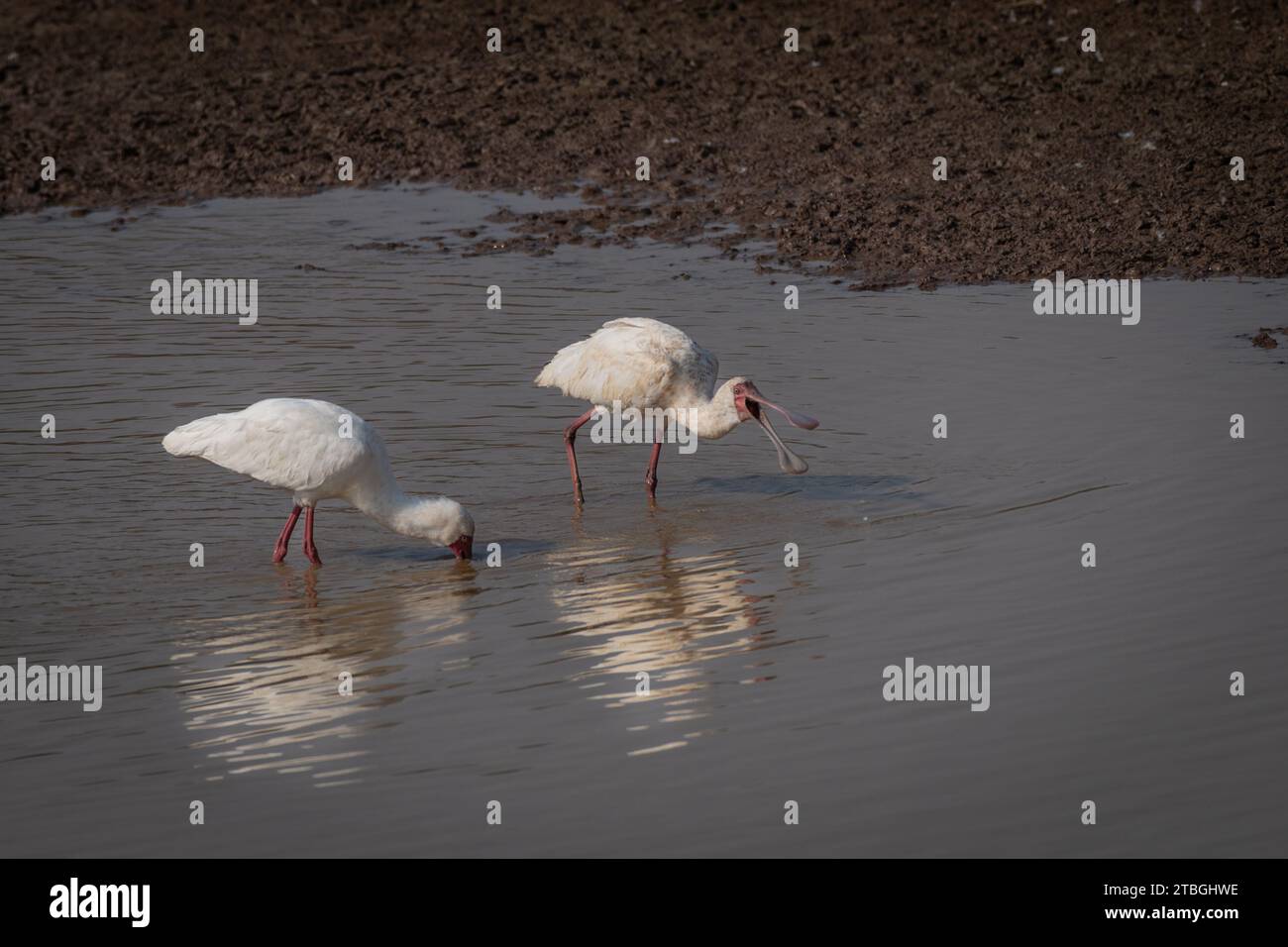African Spoonbill, Platalea alba, Threskiornithidae, Mount Etjo ...
