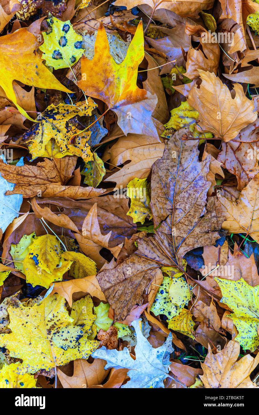 Natural screensaver and background with autumn theme and seasonal ...