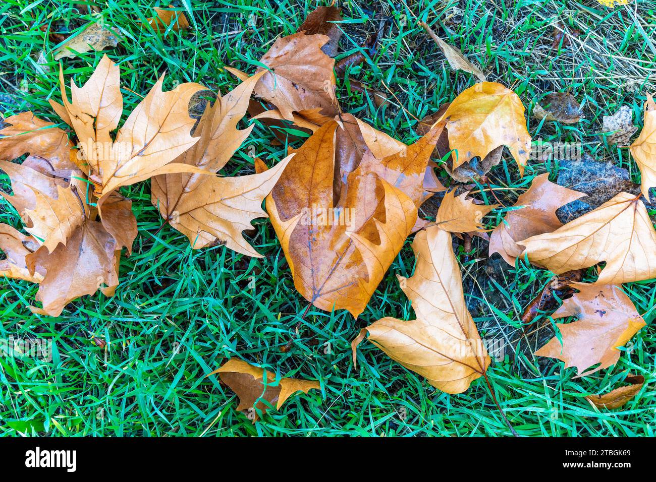 Natural screensaver and background with autumn theme and seasonal ...