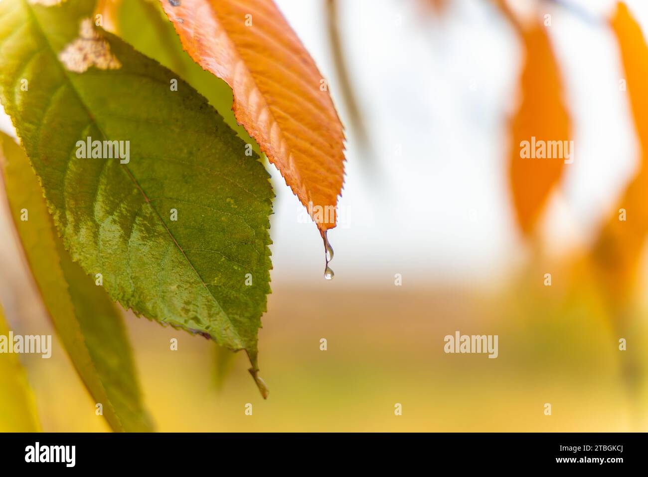 Natural screensaver and background with autumn theme and seasonal ...