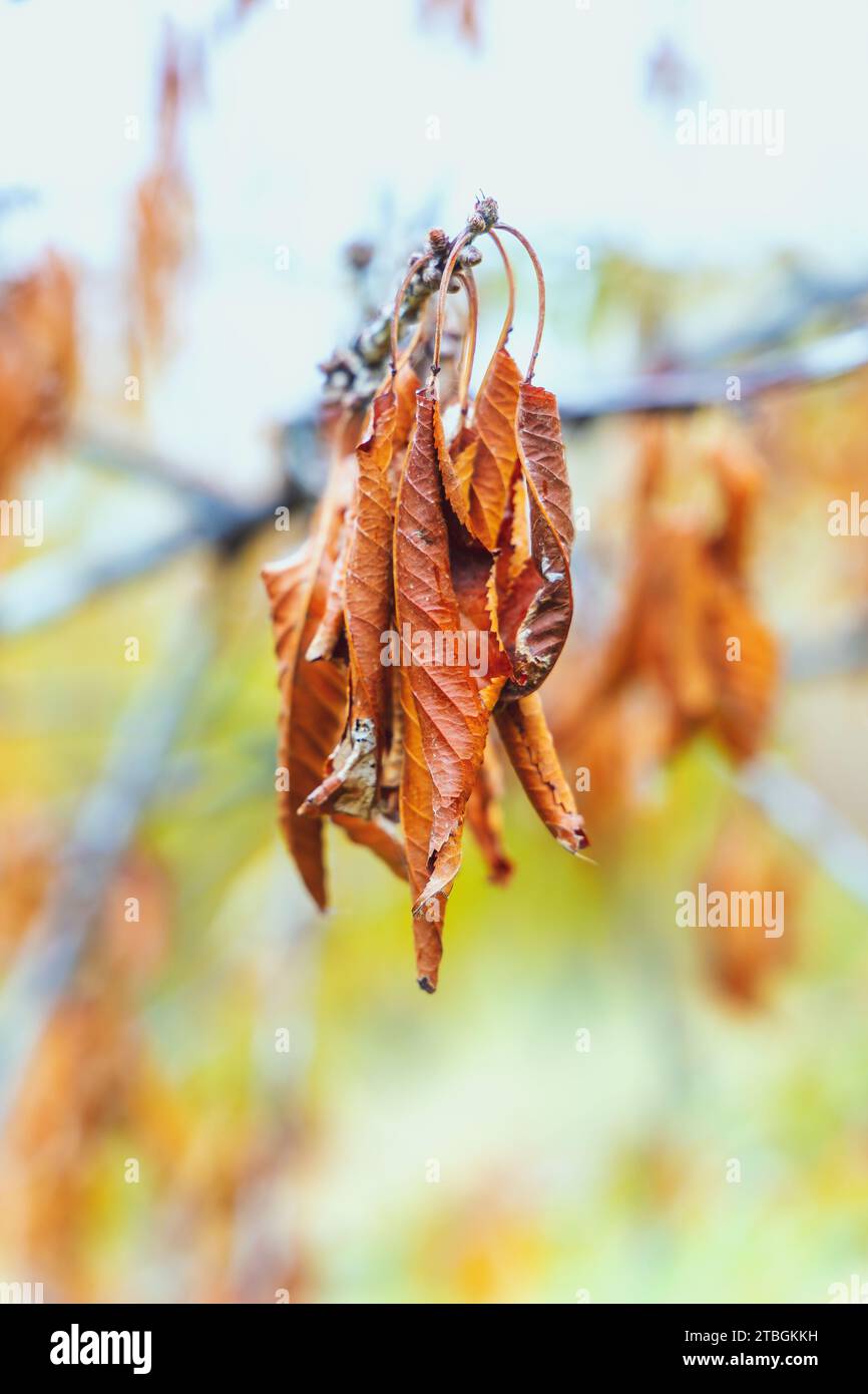 Natural screensaver and background with autumn theme and seasonal ...