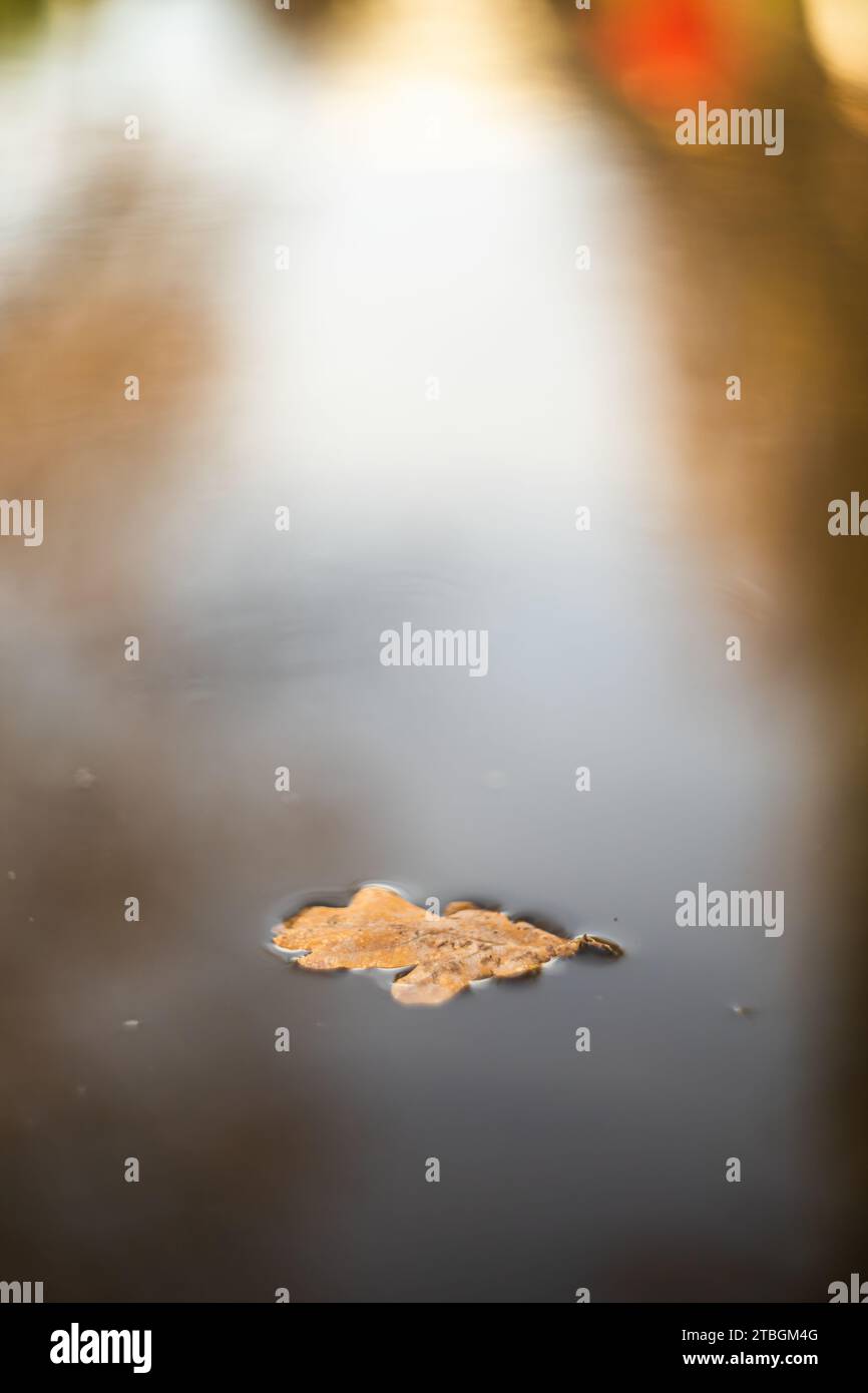 Natural screensaver and background with autumn theme and seasonal ...