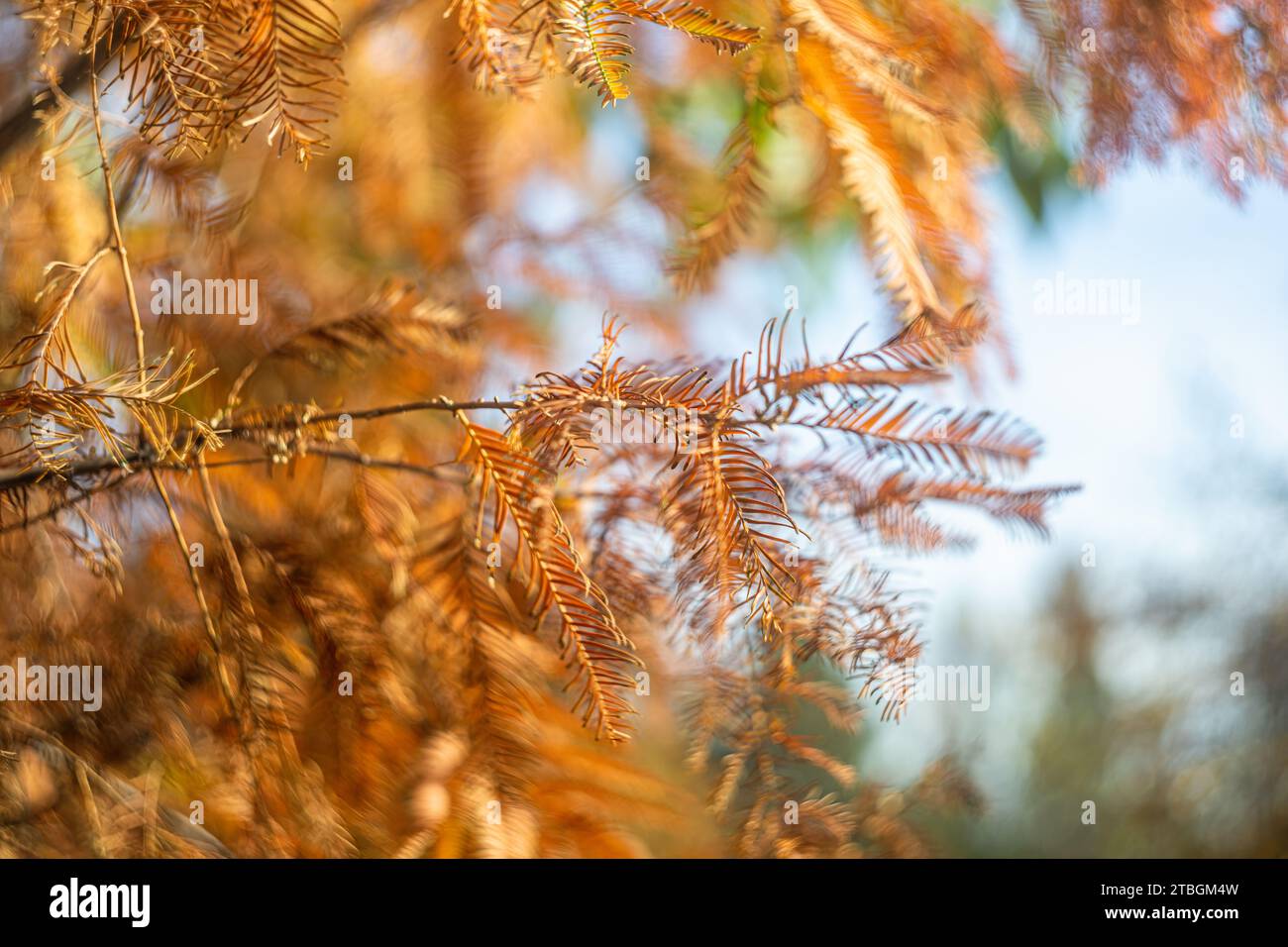 Natural screensaver and background with autumn theme and seasonal ...