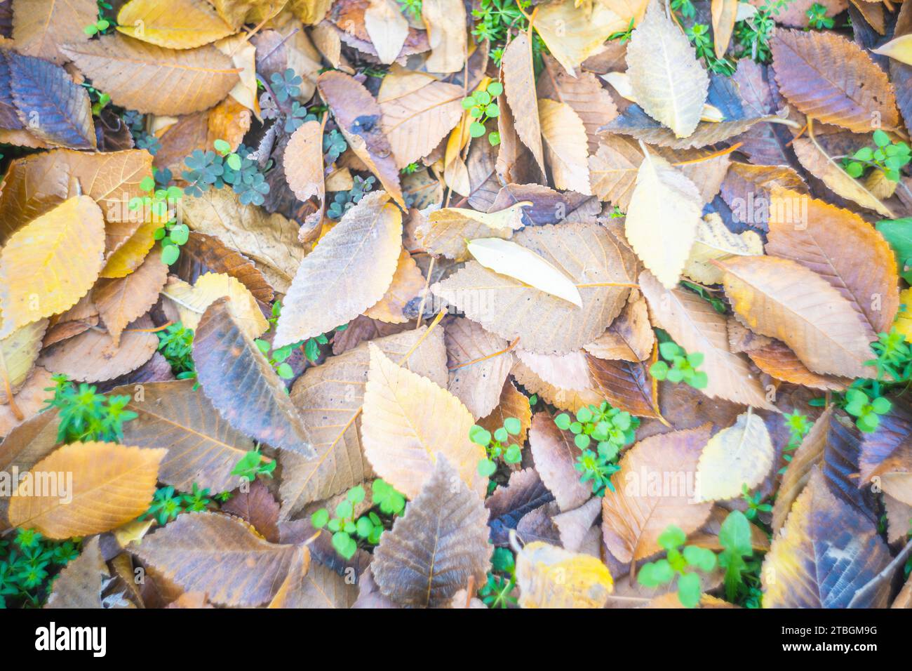 Natural screensaver and background with autumn theme and seasonal ...