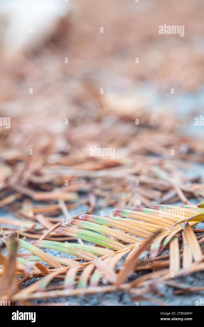 Natural screensaver and background with autumn theme and seasonal ...