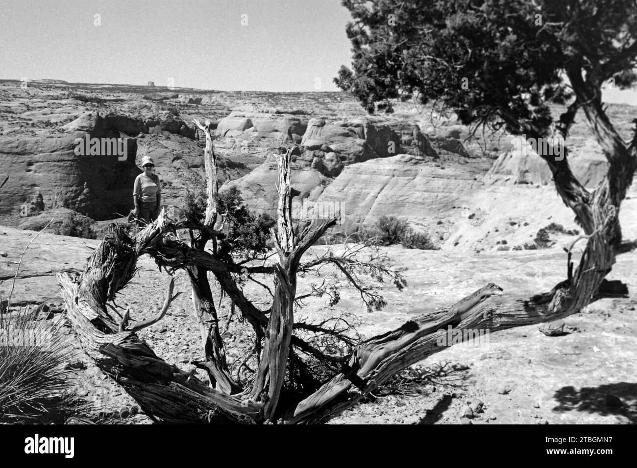 Auf dem Wanderweg Richtung Inscription House im Navajo National ...