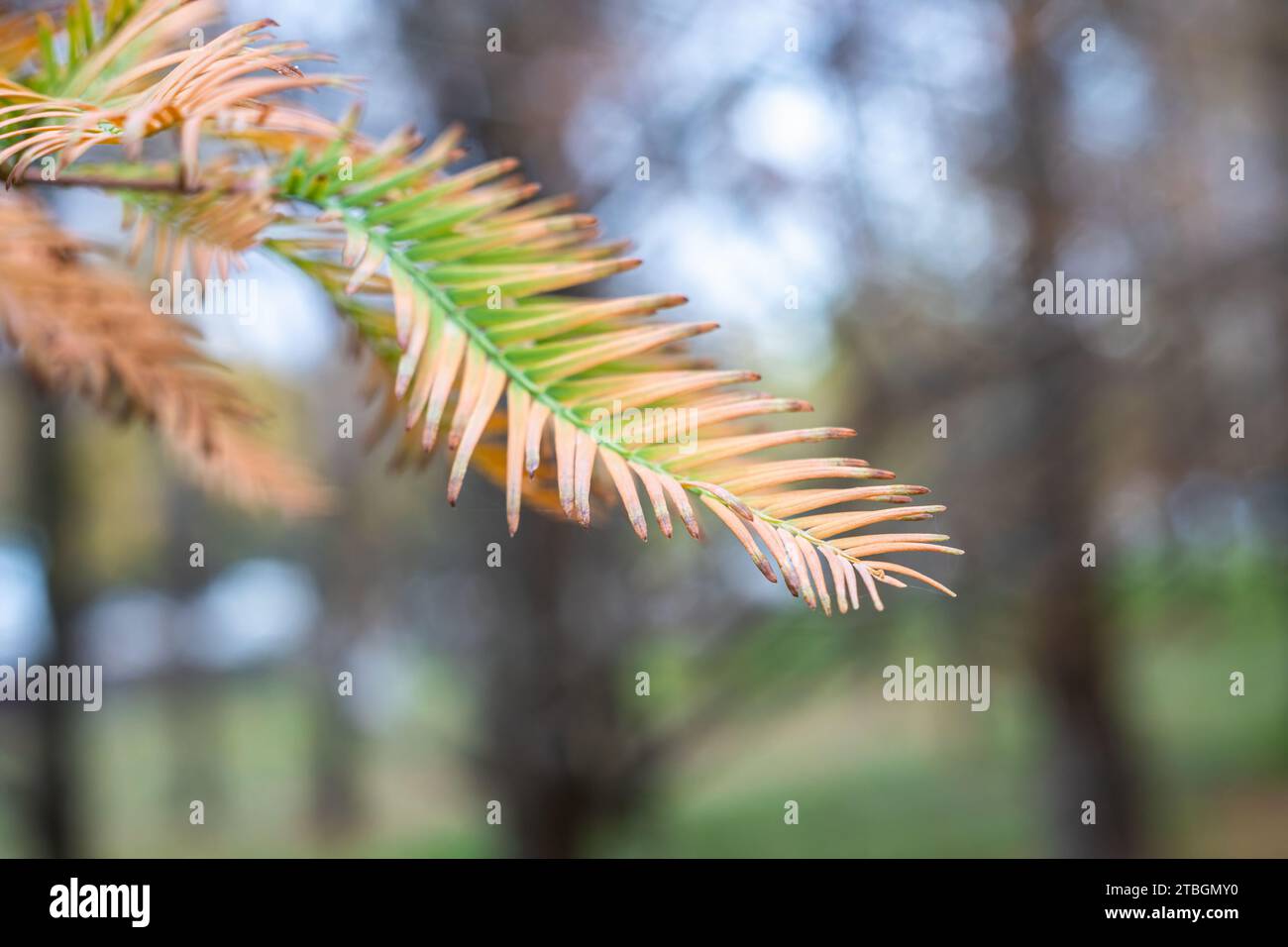 Natural screensaver and background with autumn theme and seasonal ...