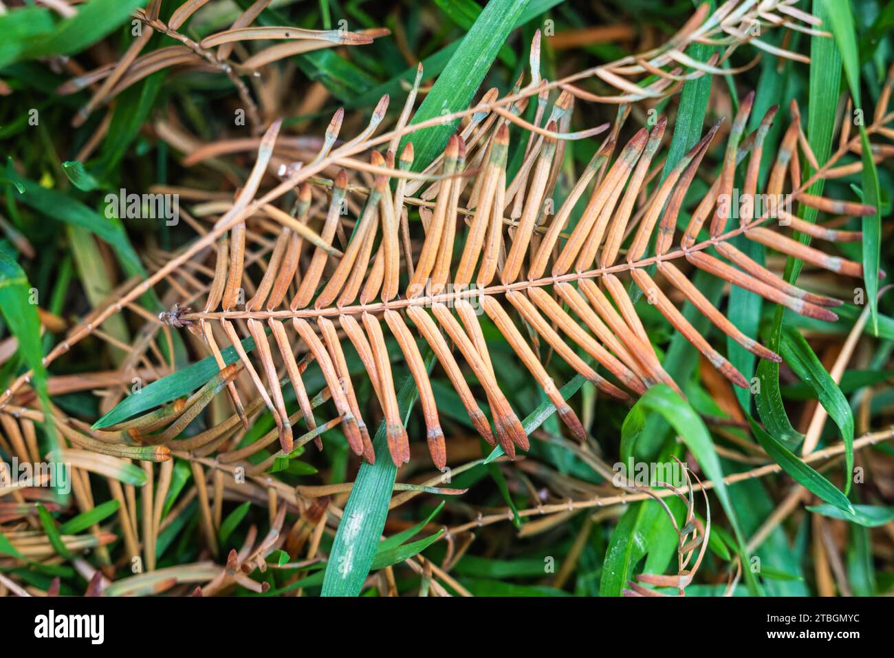 Natural screensaver and background with autumn theme and seasonal ...