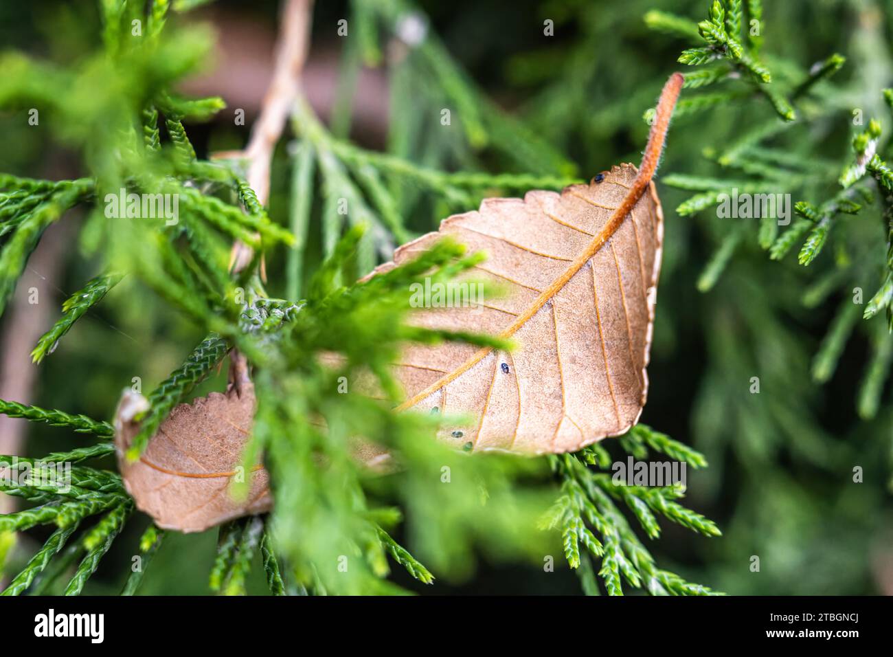 Natural screensaver and background with autumn theme and seasonal ...