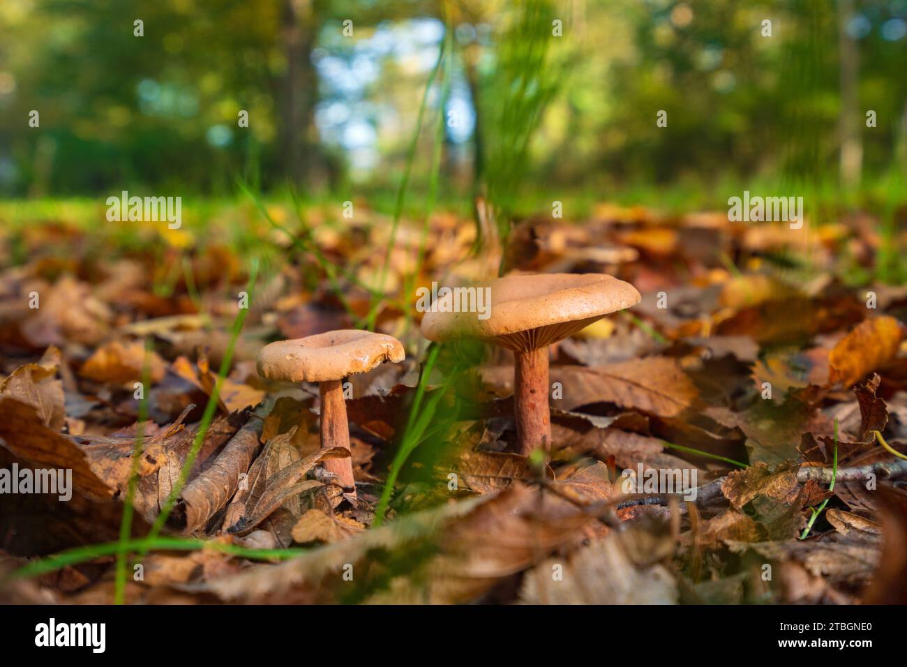 Tabidus hi-res stock photography and images - Alamy