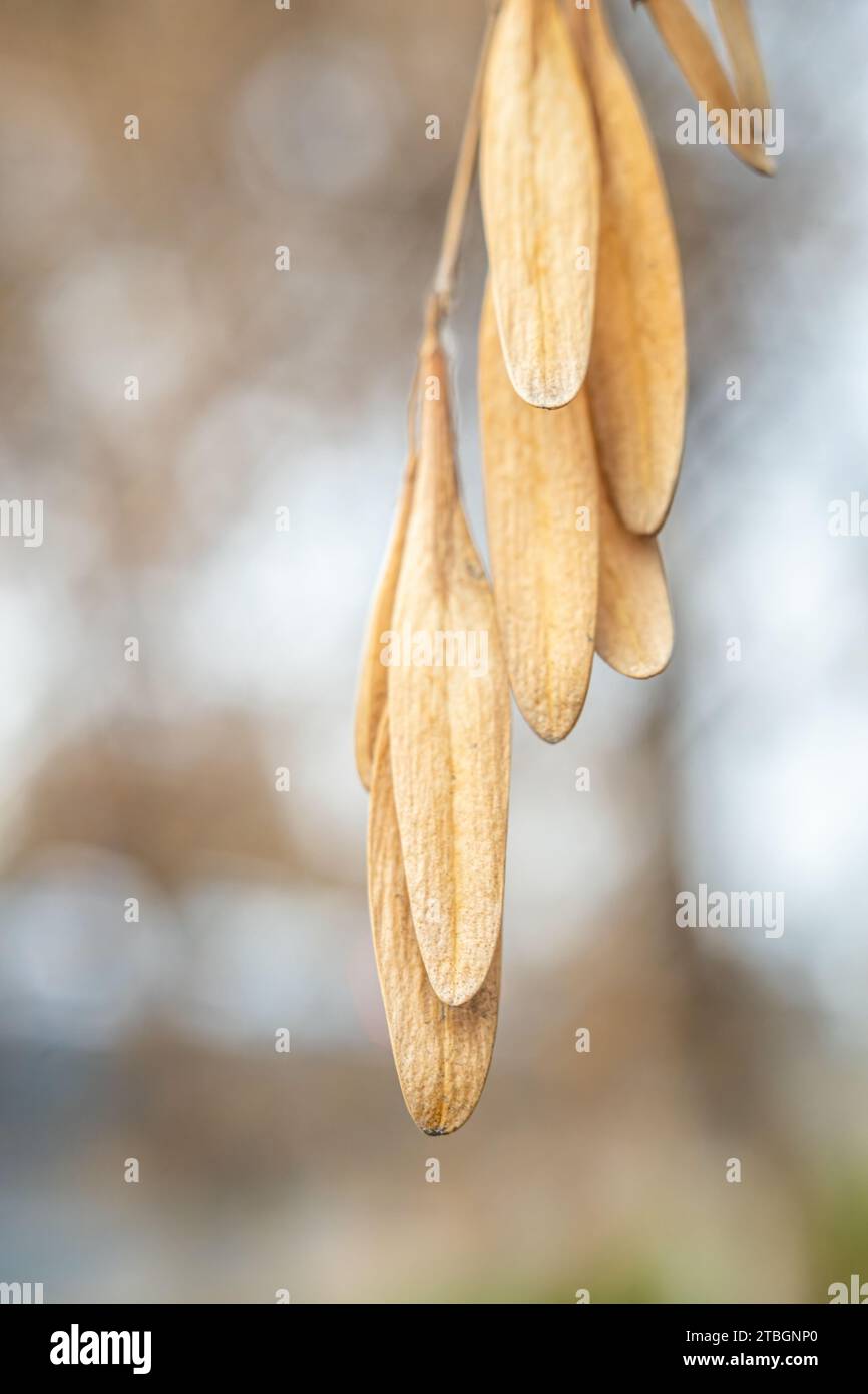 Natural screensaver and background with autumn theme and seasonal ...