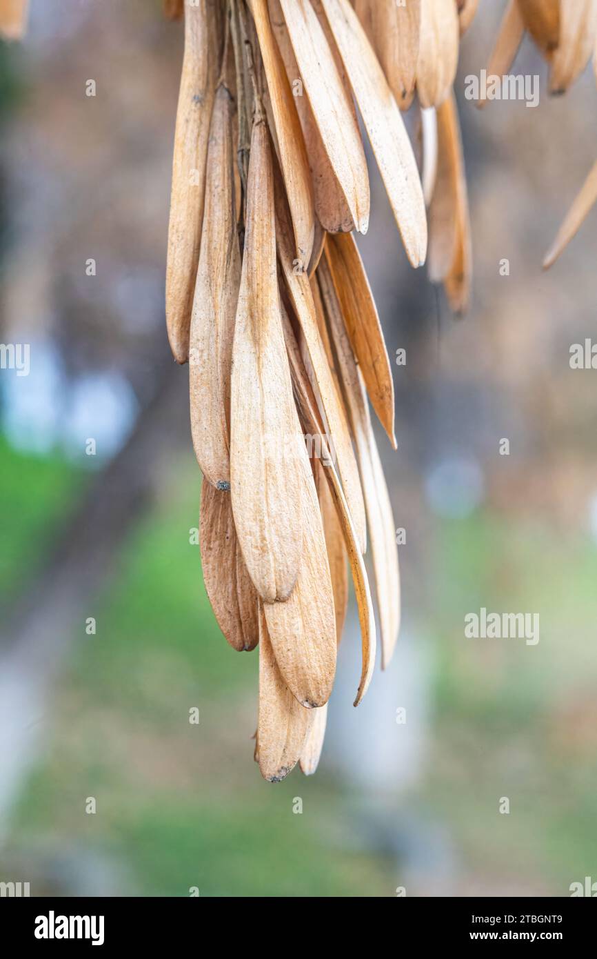 Natural screensaver and background with autumn theme and seasonal ...