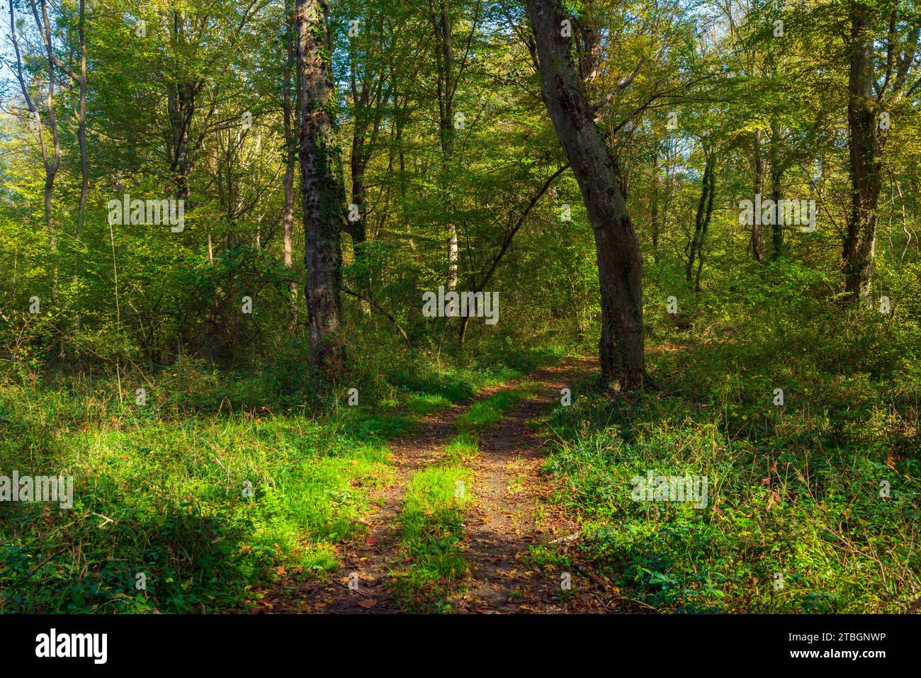 Path in bright wood hi-res stock photography and images - Alamy
