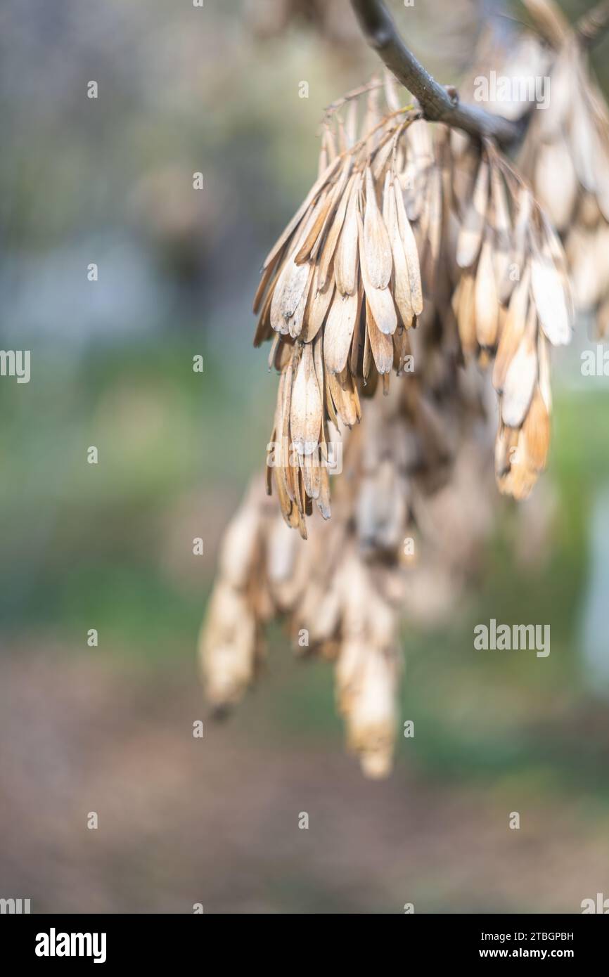 Natural screensaver and background with autumn theme and seasonal ...