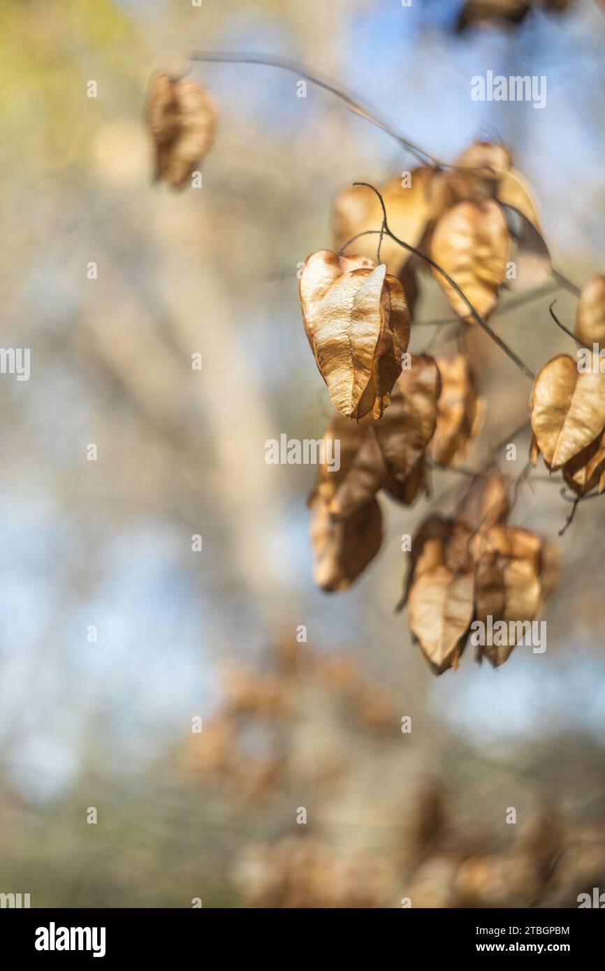 Natural screensaver and background with autumn theme and seasonal ...