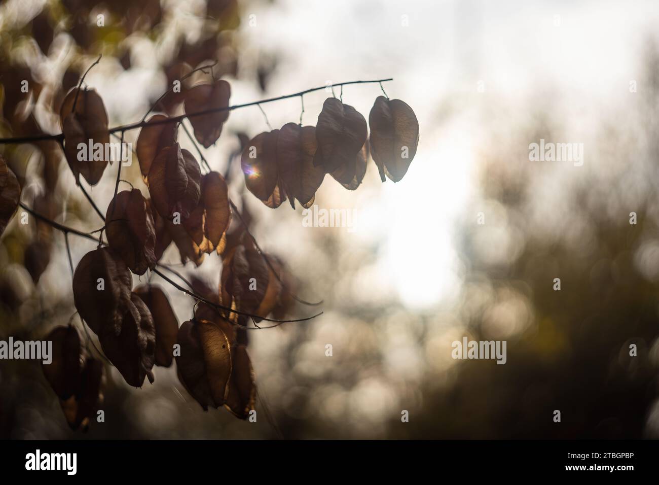 Natural screensaver and background with autumn theme and seasonal ...