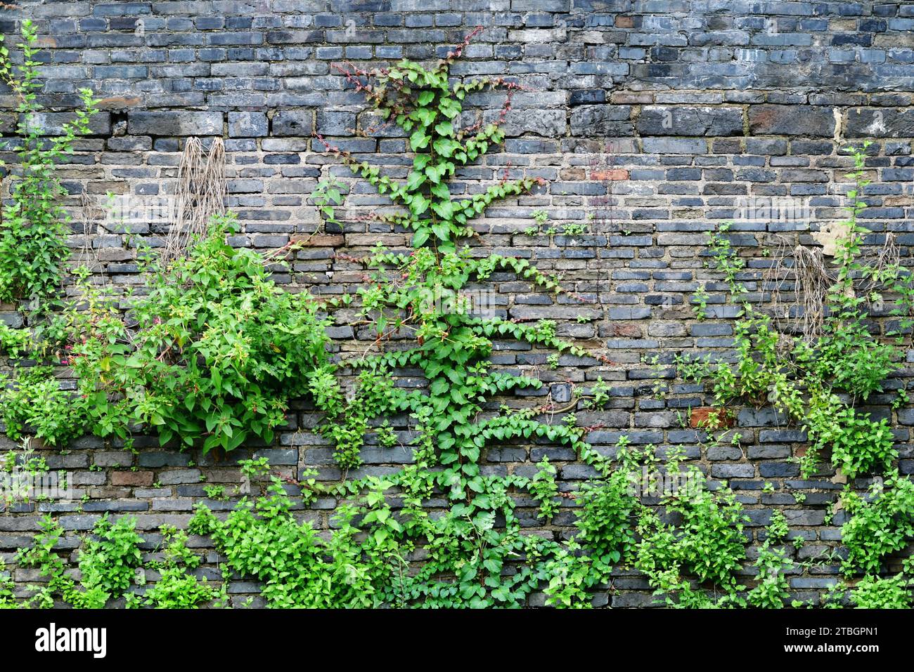Old brick wall plants growing hi-res stock photography and images - Alamy