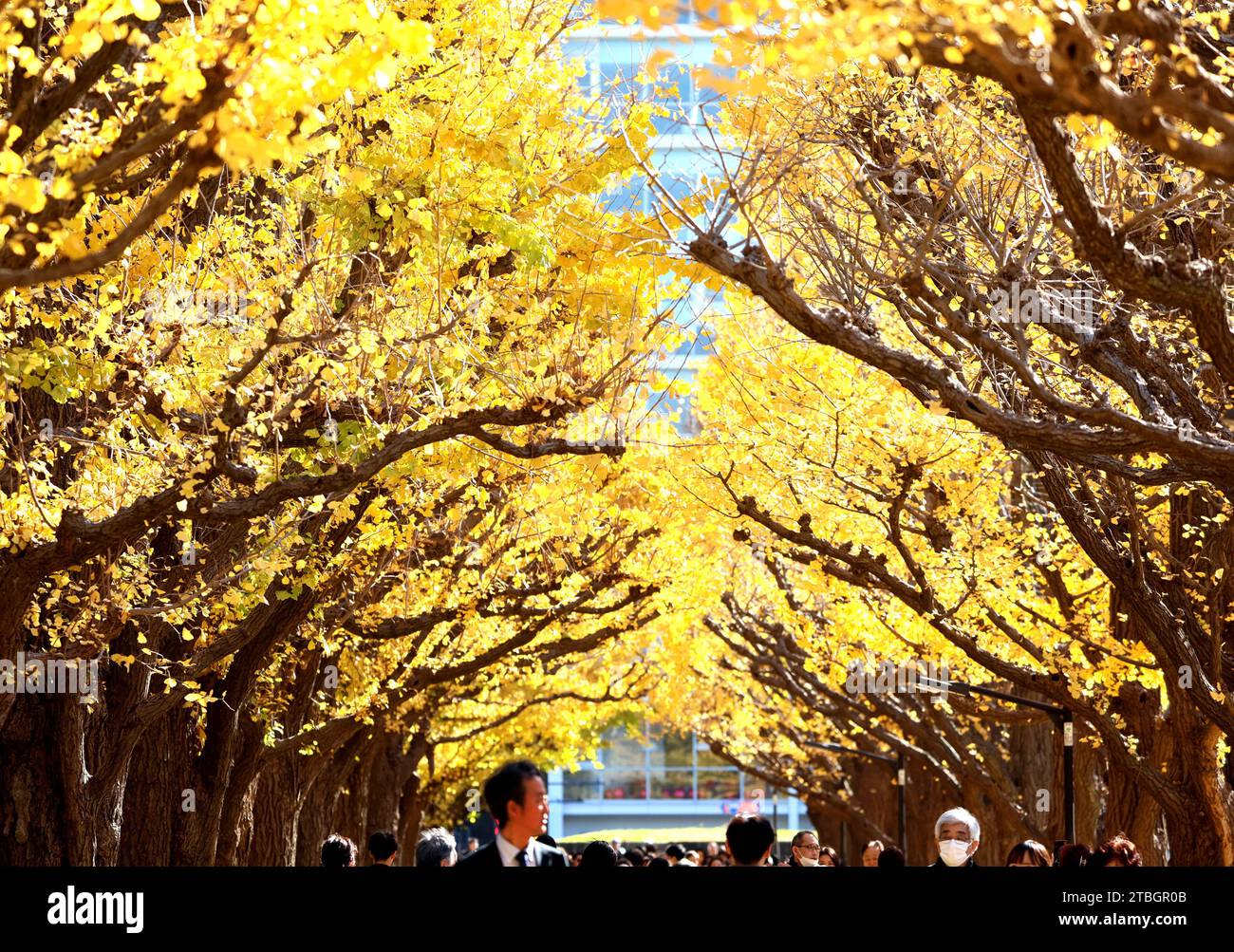 Tokyo, Japan. 7th Dec, 2023. Yellow colored ginkgo trees are displayed ...