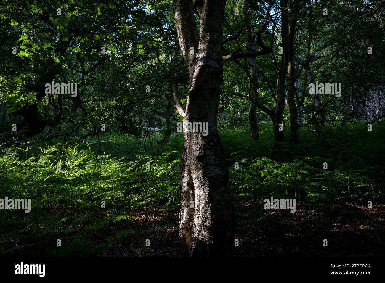 Captains wood suffolk hi-res stock photography and images - Alamy
