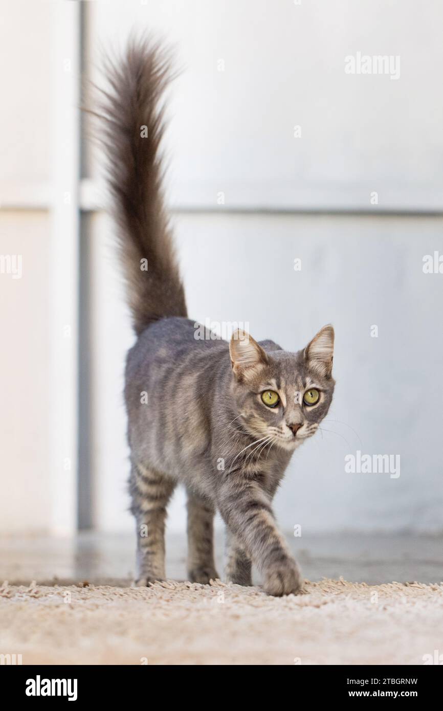 Grey tabby cat pet playing indoor Stock Photo - Alamy