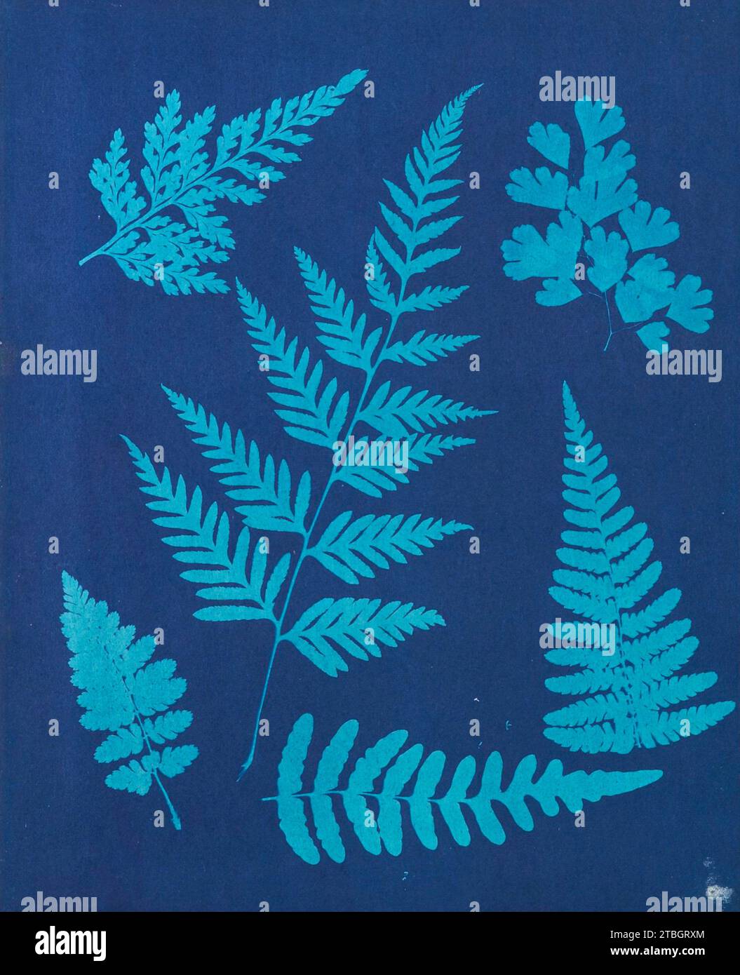 Cyanotype hi-res stock photography and images - Alamy