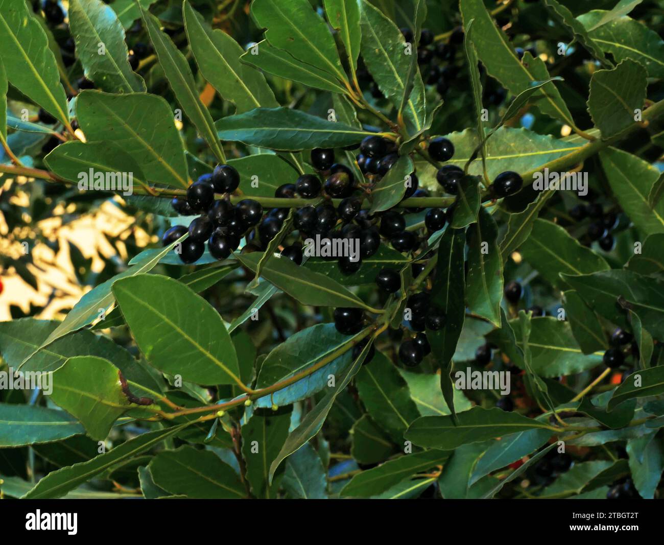 Green laurel fruit hi-res stock photography and images - Alamy